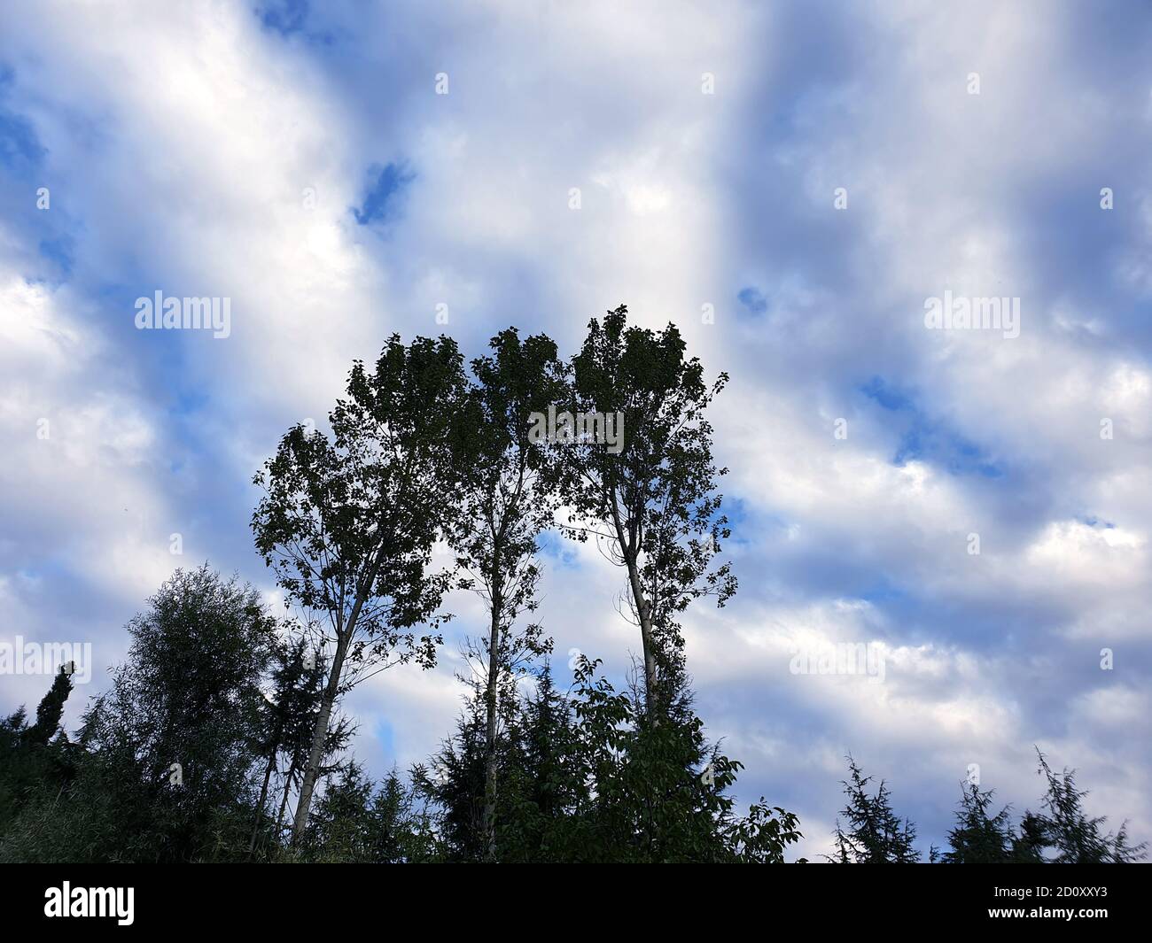 Paddy fields golden yellow and green. landscape nature huge beautiful ...