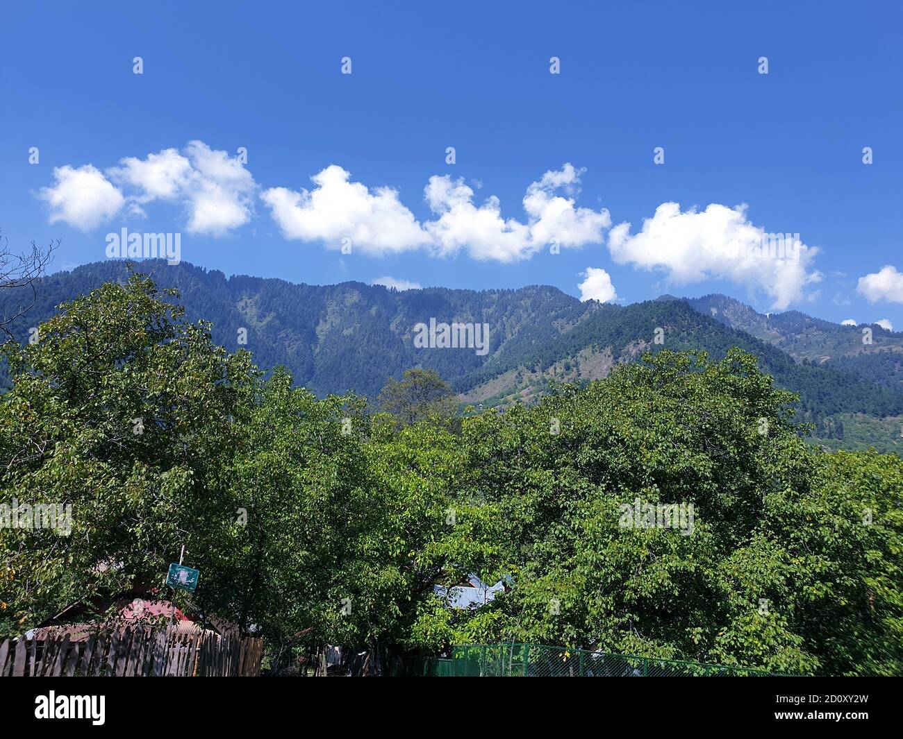 Paddy fields golden yellow and green. landscape nature huge beautiful ...
