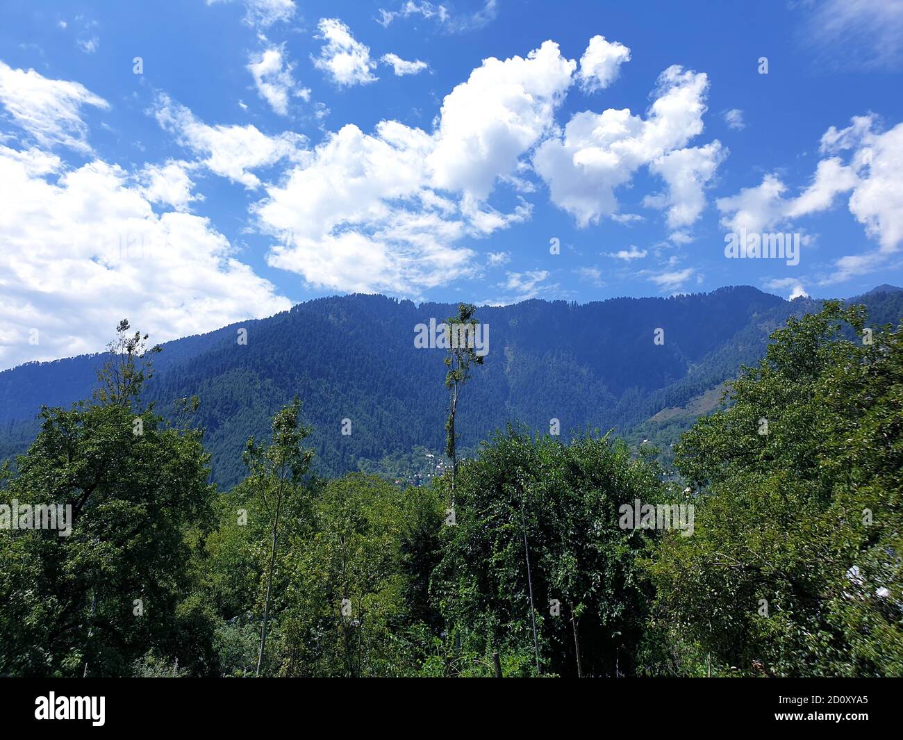 Paddy fields golden yellow and green. landscape nature huge beautiful ...
