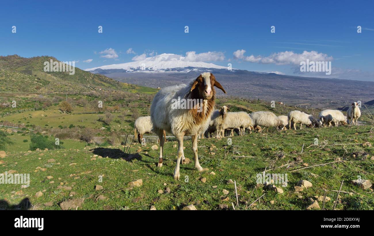 sheep portrait in a rural scene of the Sicily with Etna Mount snow ...