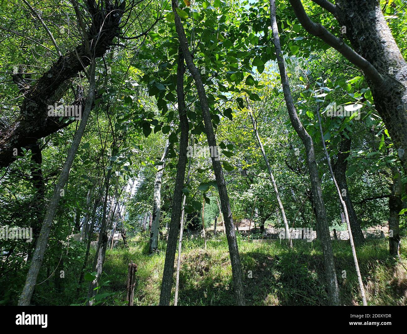 Paddy fields golden yellow and green. landscape nature huge beautiful ...