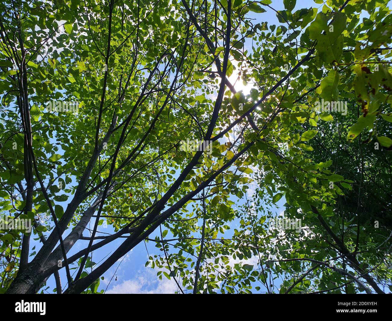 Paddy fields golden yellow and green. landscape nature huge beautiful ...