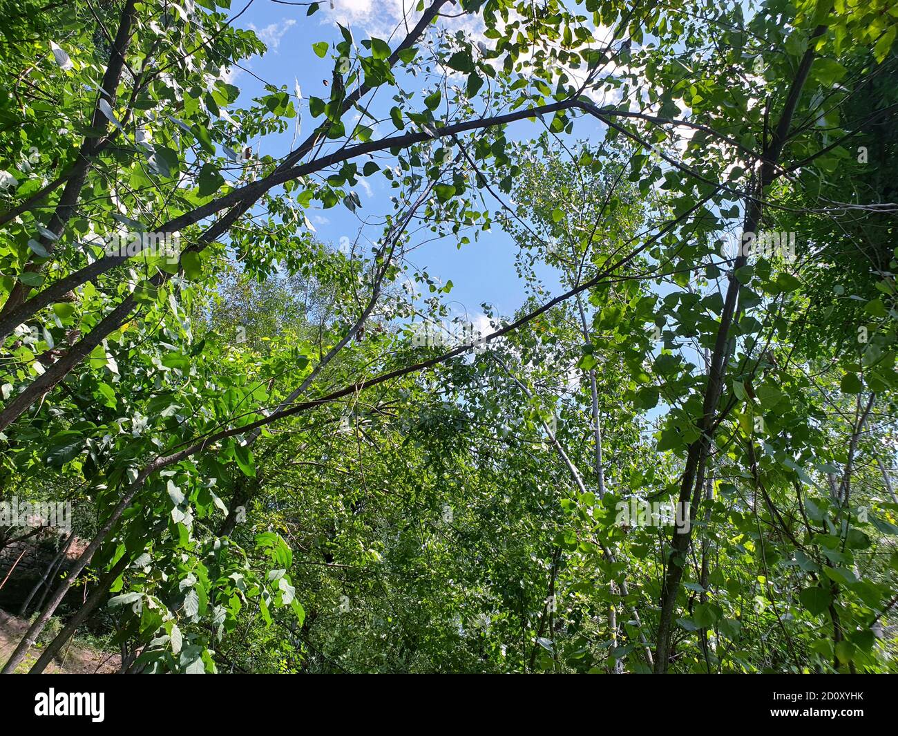 Paddy fields golden yellow and green. landscape nature huge beautiful ...