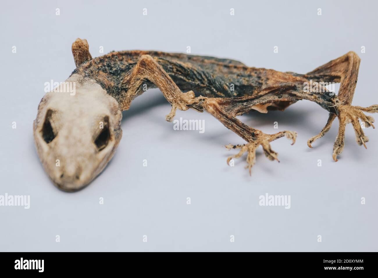 Dried dead small lizard showing its body skeleton isolated on white ...