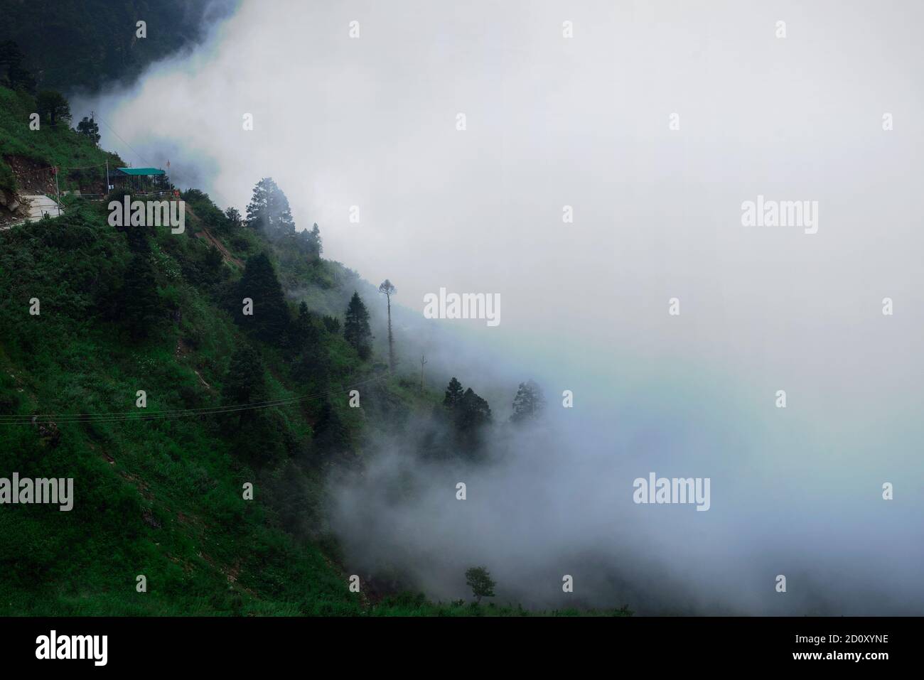 Luscious green trees covered with clouds Stock Photo - Alamy
