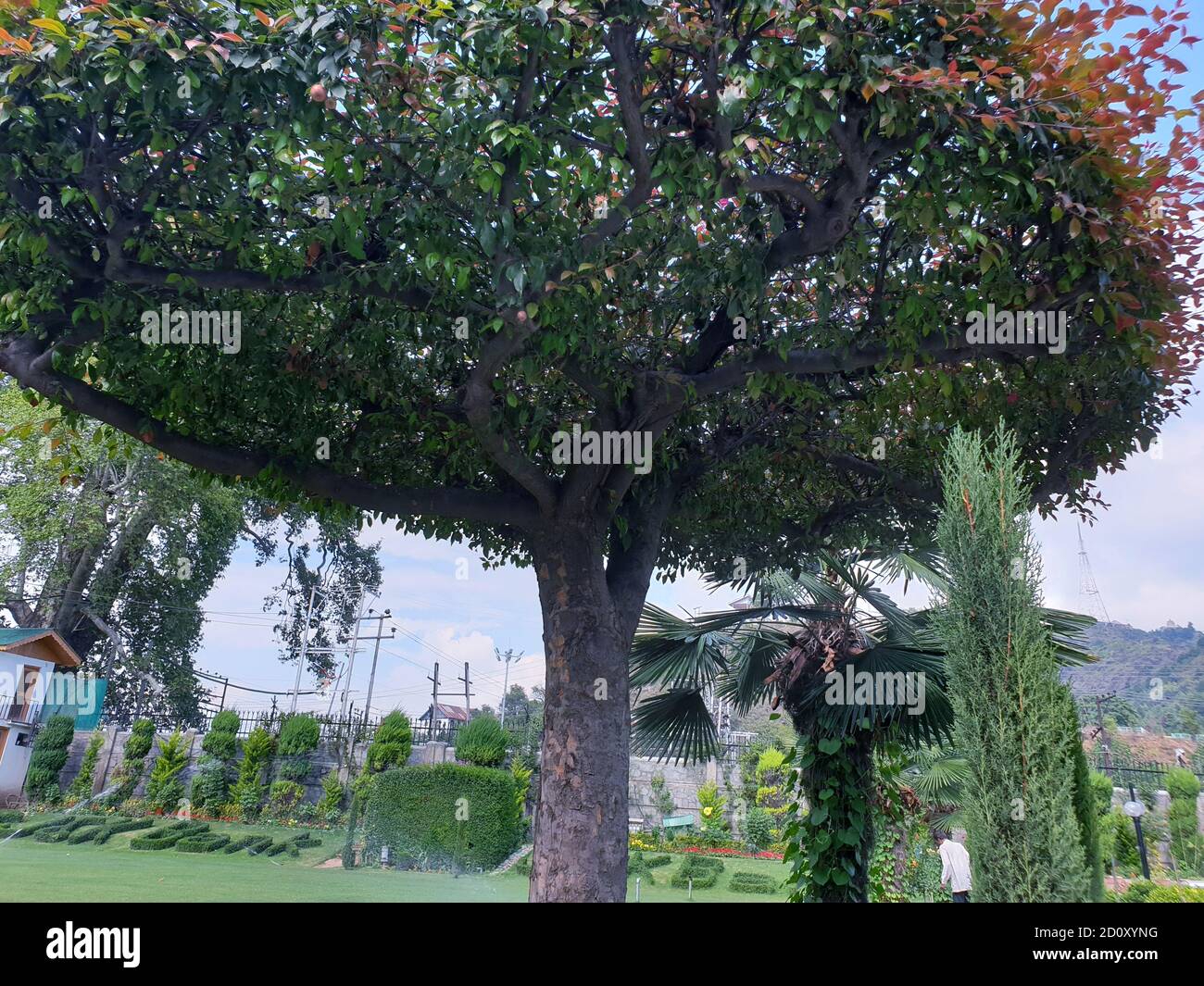 Paddy fields golden yellow and green. landscape nature huge beautiful ...