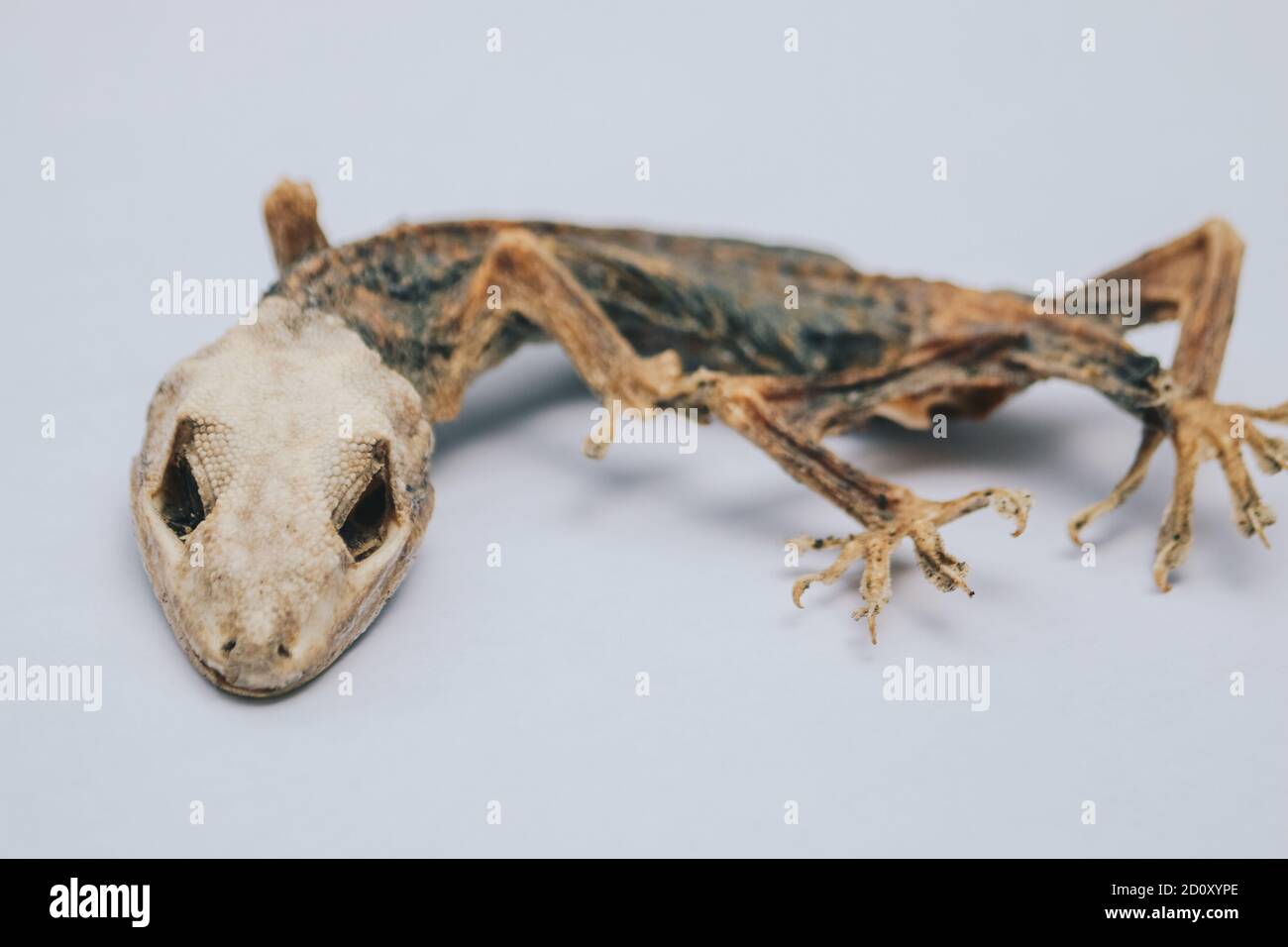 Dead gecko on white hi-res stock photography and images - Alamy