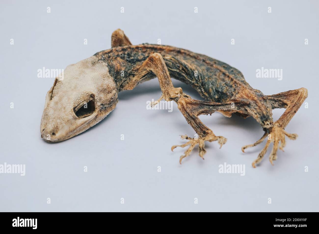 Dried dead small lizard showing its body skeleton isolated on white ...