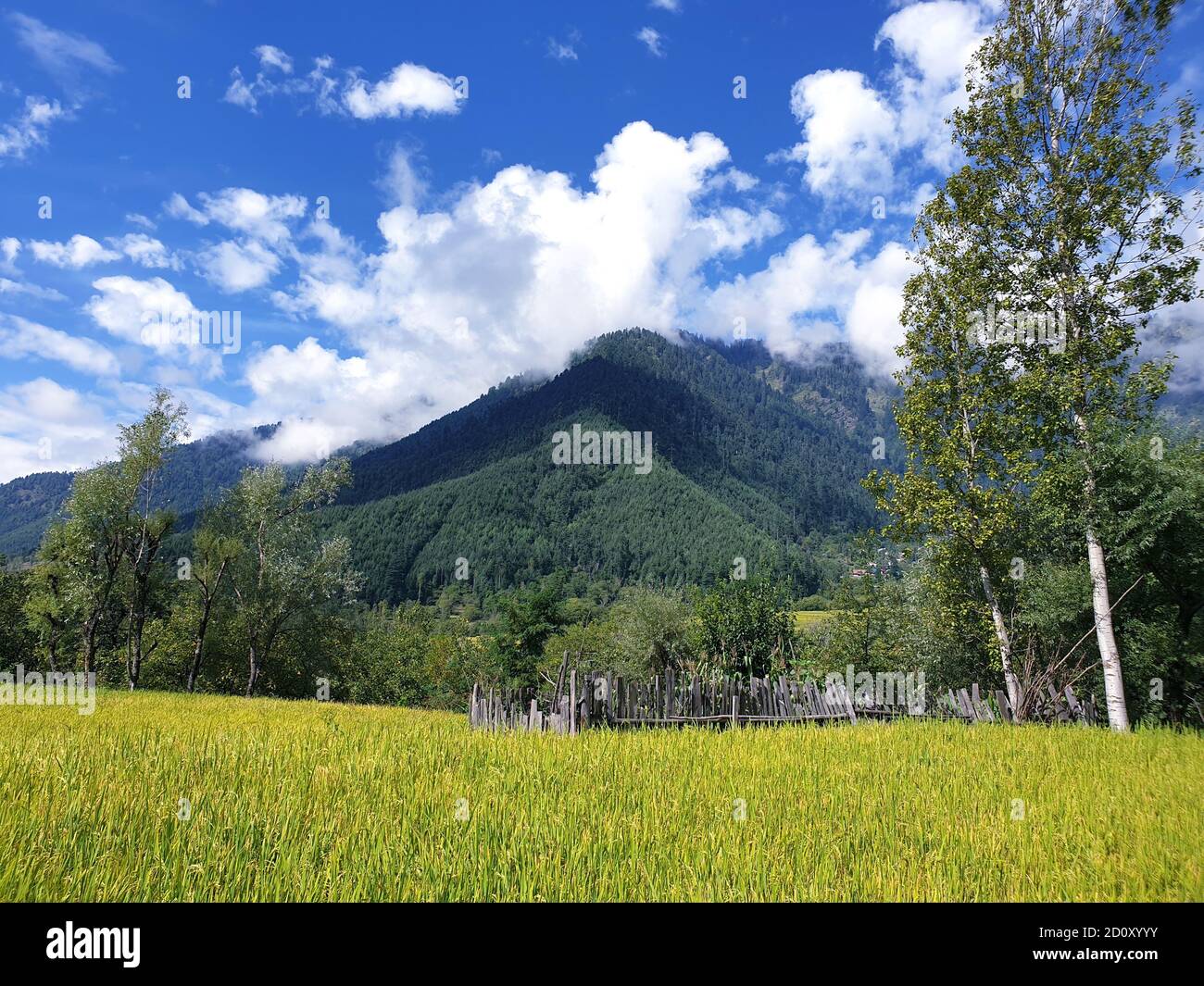 Paddy fields golden yellow and green. landscape nature huge beautiful ...