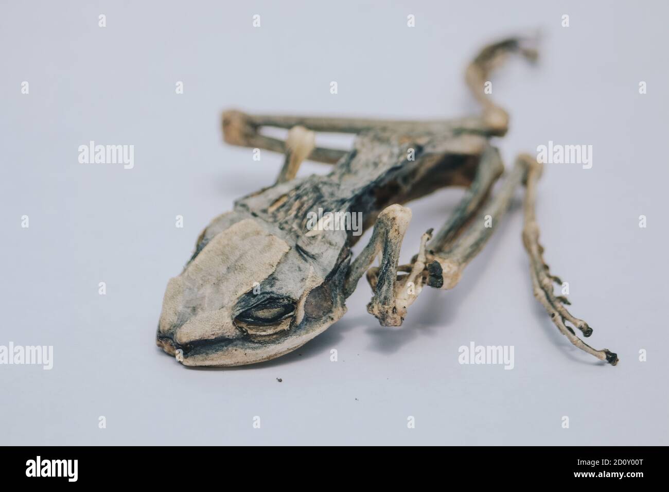 Dried dead frog showing its body skeleton on hand isolated on white ...