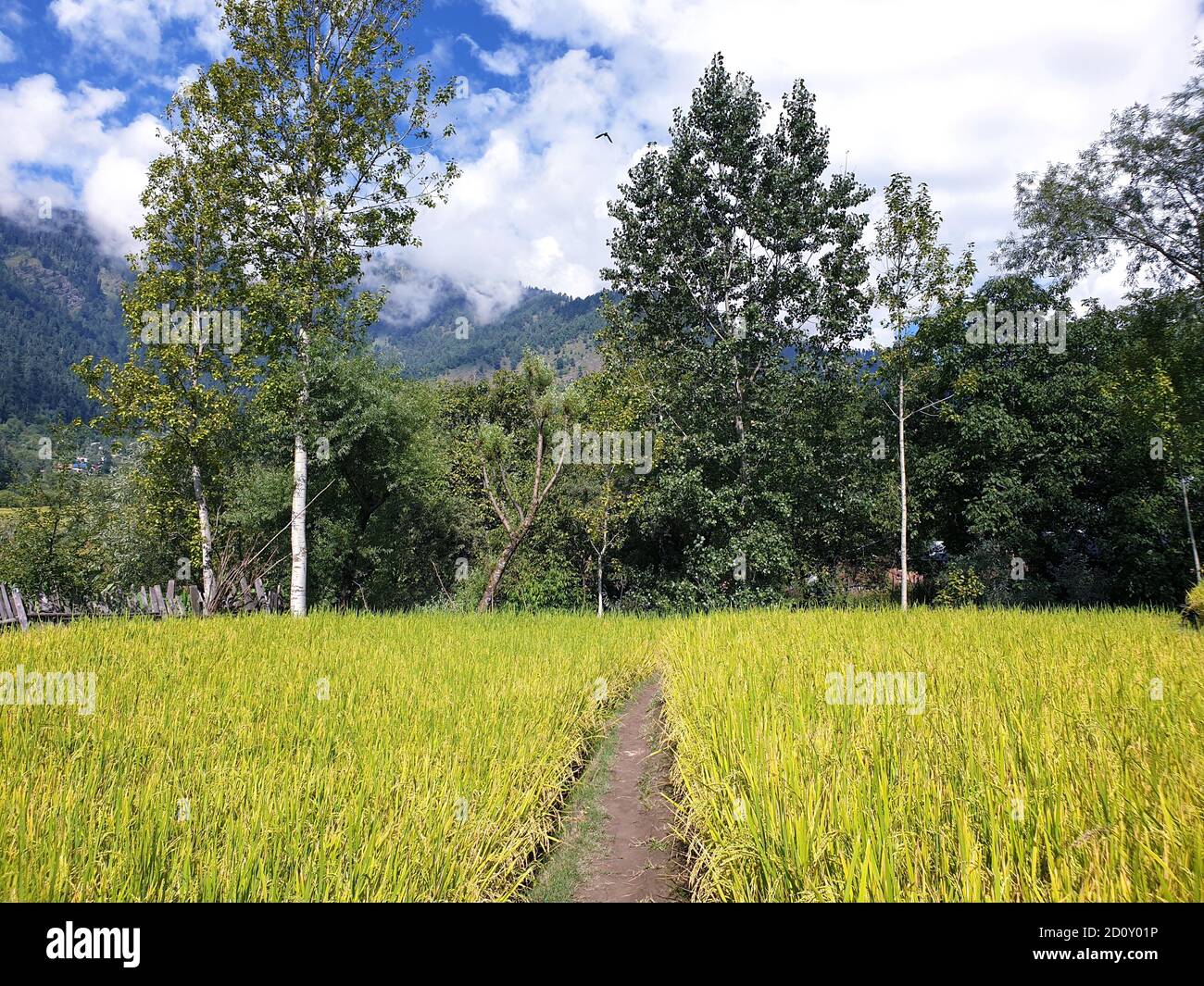 Paddy fields golden yellow and green. landscape nature huge beautiful ...
