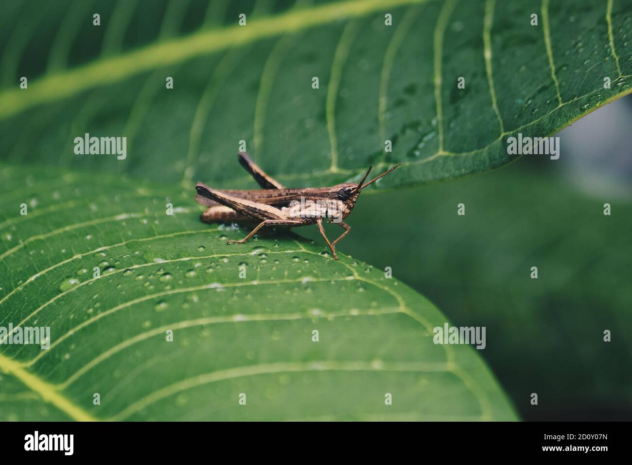 Brown grasshopper (Rufous grasshopper) on green leaves with water drops ...