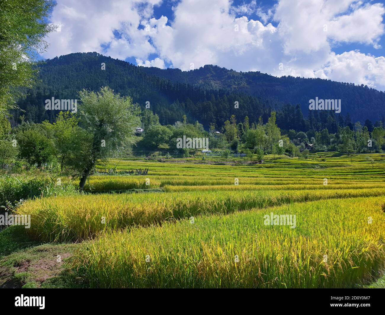 Paddy fields golden yellow and green. landscape nature huge beautiful ...