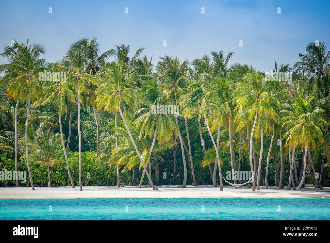 Indian coconut palm tree hi-res stock photography and images - Alamy