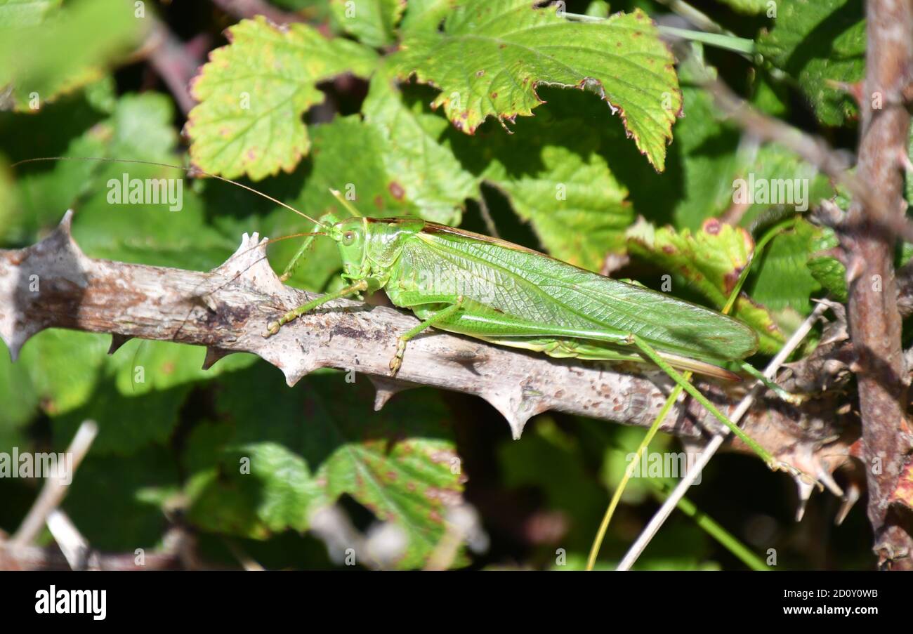Large Grasshopper at Minsmere, Suffolk, UK Stock Photo - Alamy