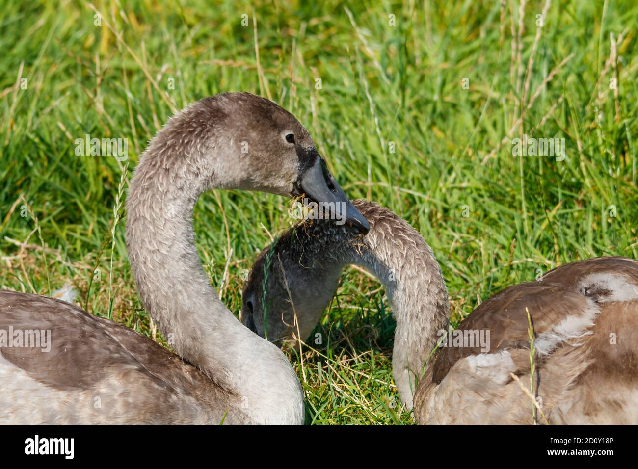 Backwell lake nature reserve Stock Photo - Alamy