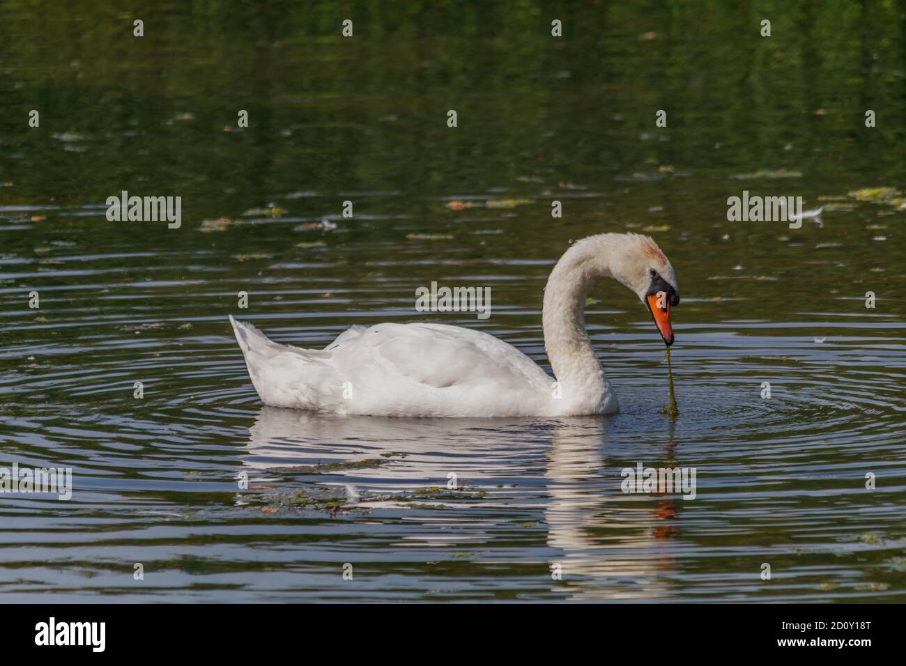 Swan on a warmer morning Stock Photo - Alamy