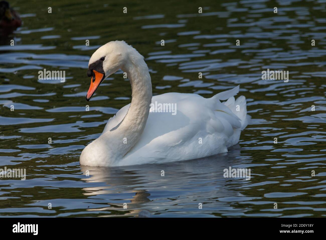 Swan on a warmer morning Stock Photo - Alamy