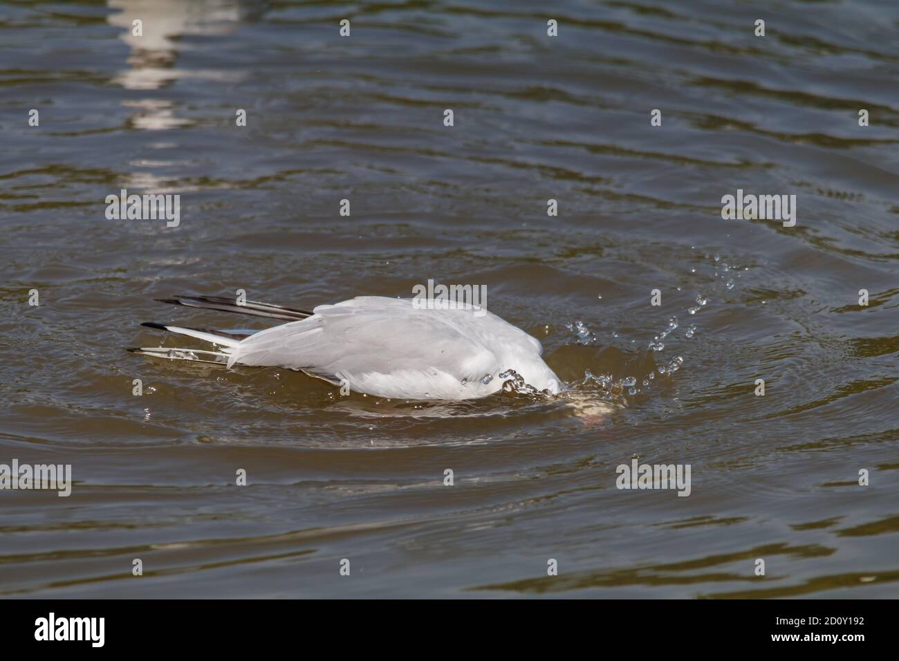 Black head gull cooling off Stock Photo - Alamy