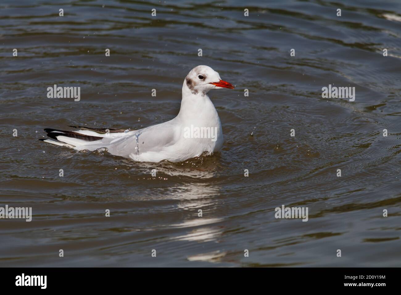 Cooling bird hi-res stock photography and images - Alamy