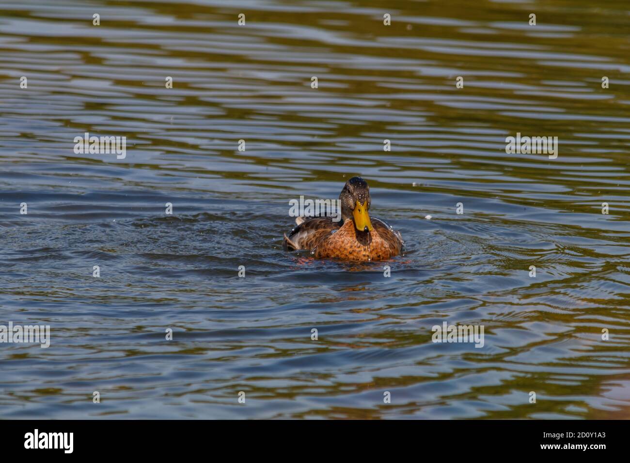 Backwell lake nature reserve Mallard duck Stock Photo - Alamy