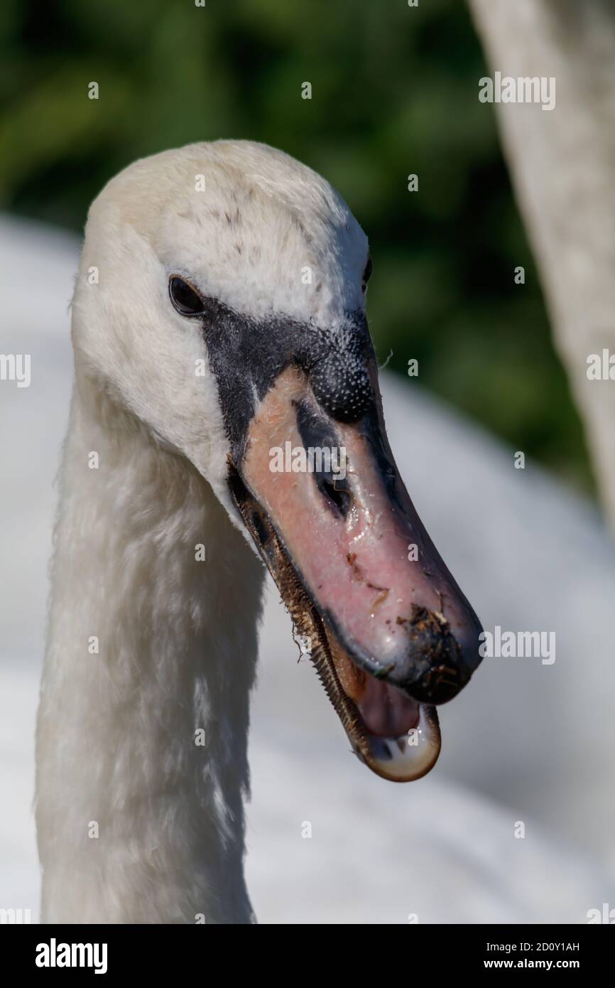 Backwell lake nature reserve hi-res stock photography and images - Alamy