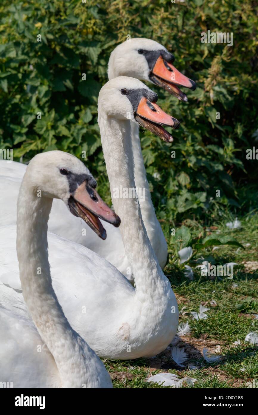 Backwell lake nature reserve Swans Stock Photo - Alamy
