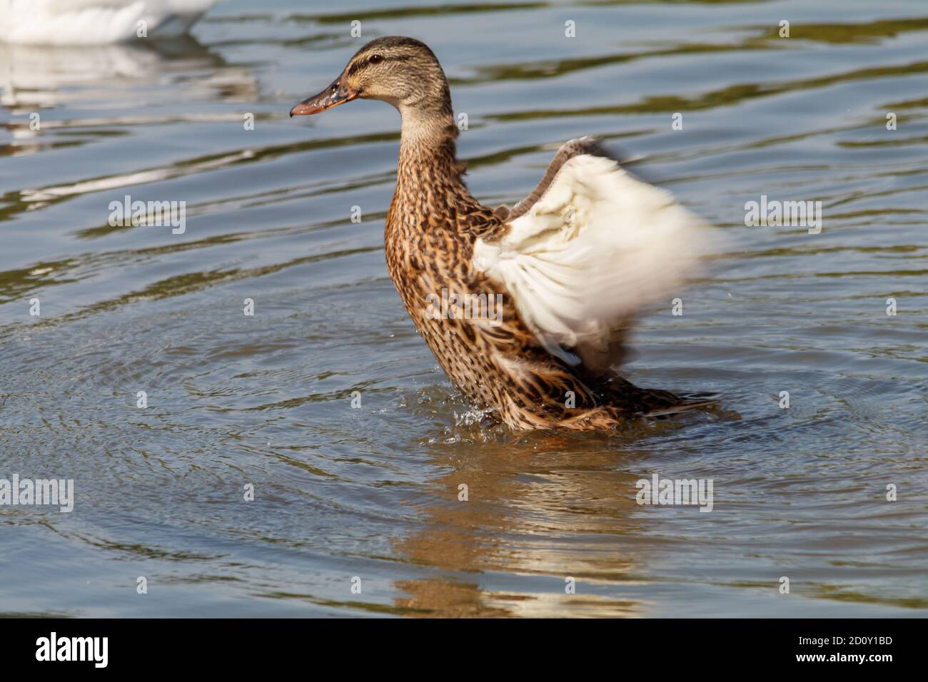 Backwell lake nature reserve female mallard Stock Photo - Alamy