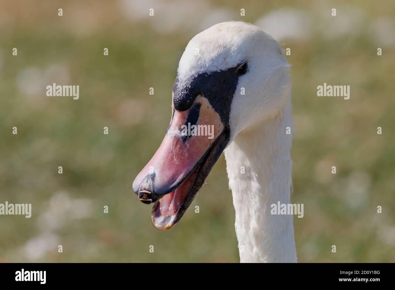 Backwell lake nature reserve Swans Stock Photo - Alamy