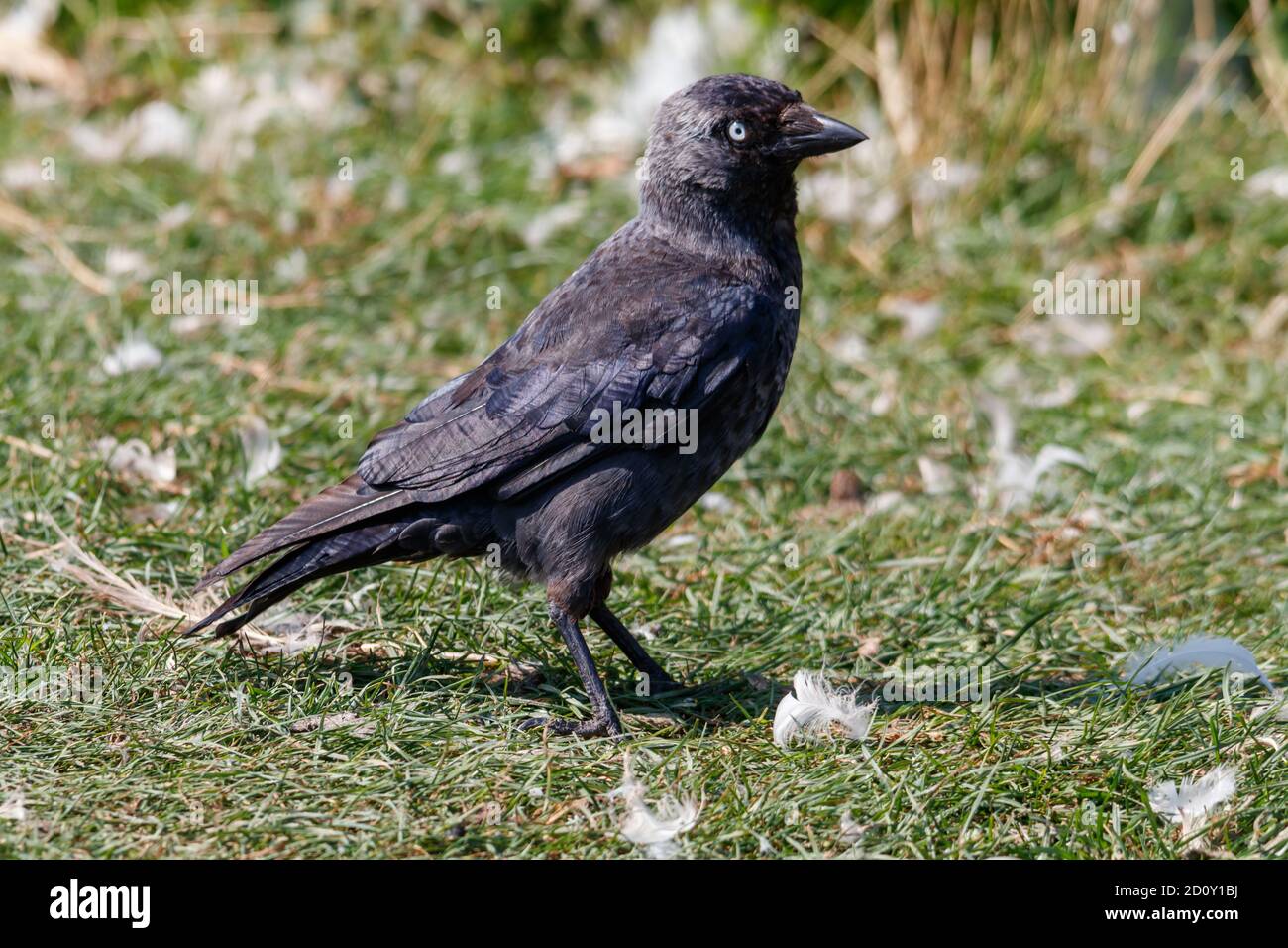 Backwell lake nature reserve Stock Photo - Alamy