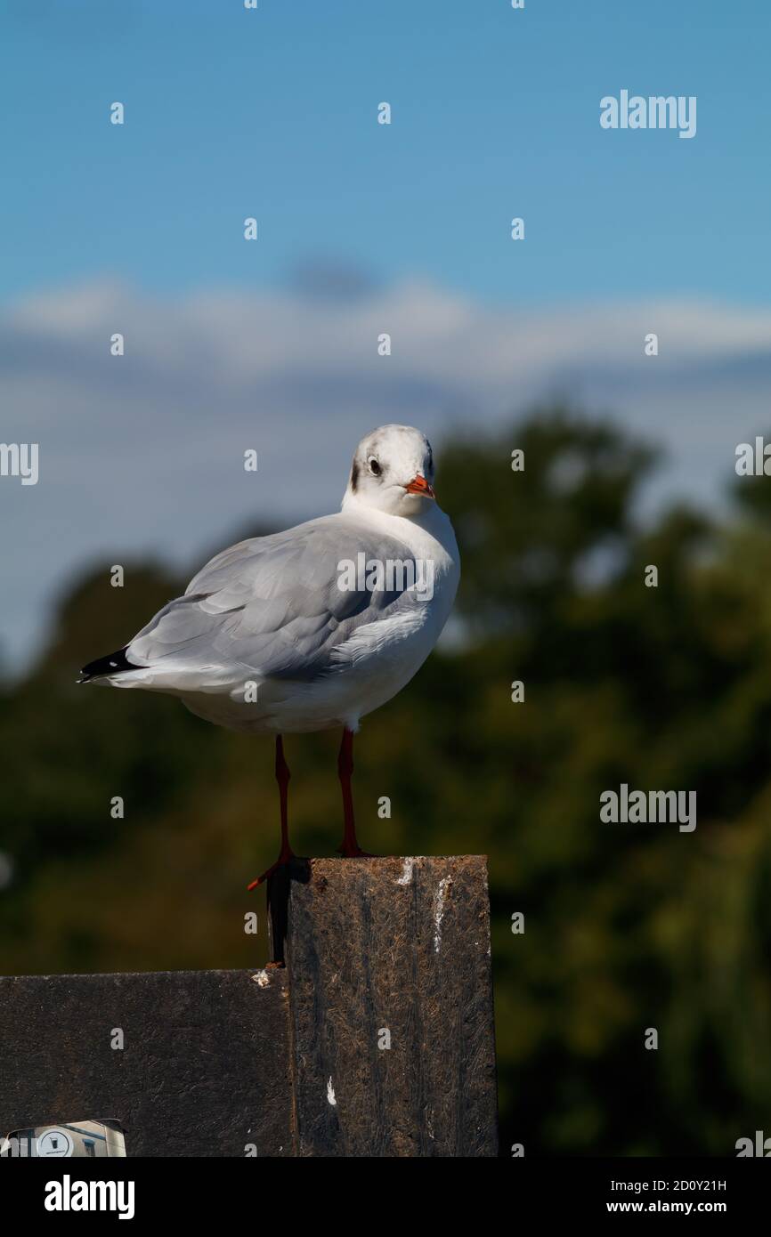 Backwell Nature Reserve Stock Photo - Alamy