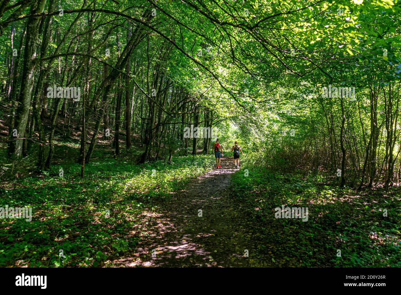 Green meadow grassland dirt road hi-res stock photography and images ...