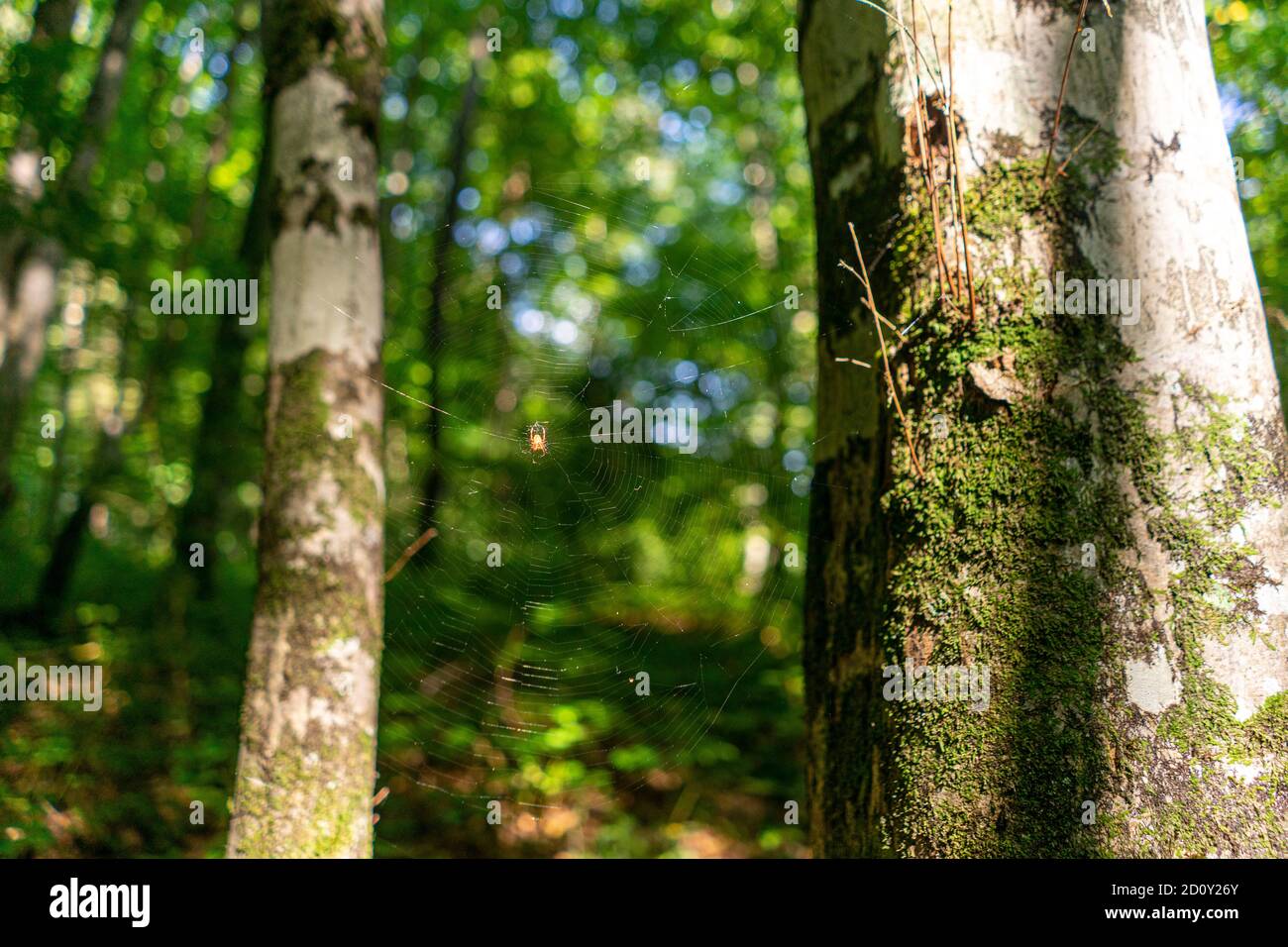 Easy and beautiful walking path in the sunny and bright forest Stock ...