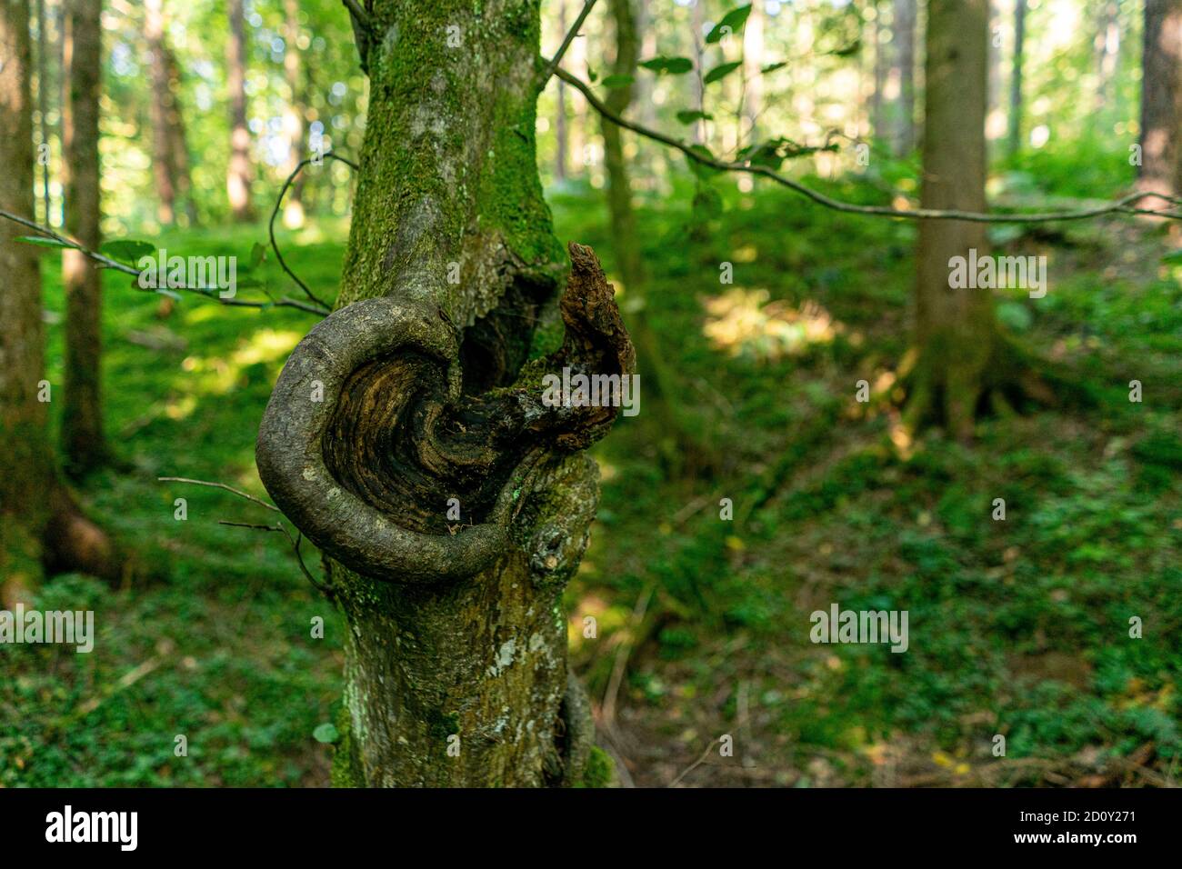 Easy and beautiful walking path in the sunny and bright forest Stock ...