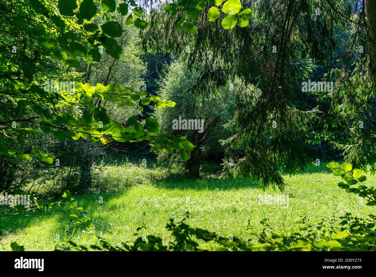 Easy and beautiful walking path in the sunny and bright forest Stock ...