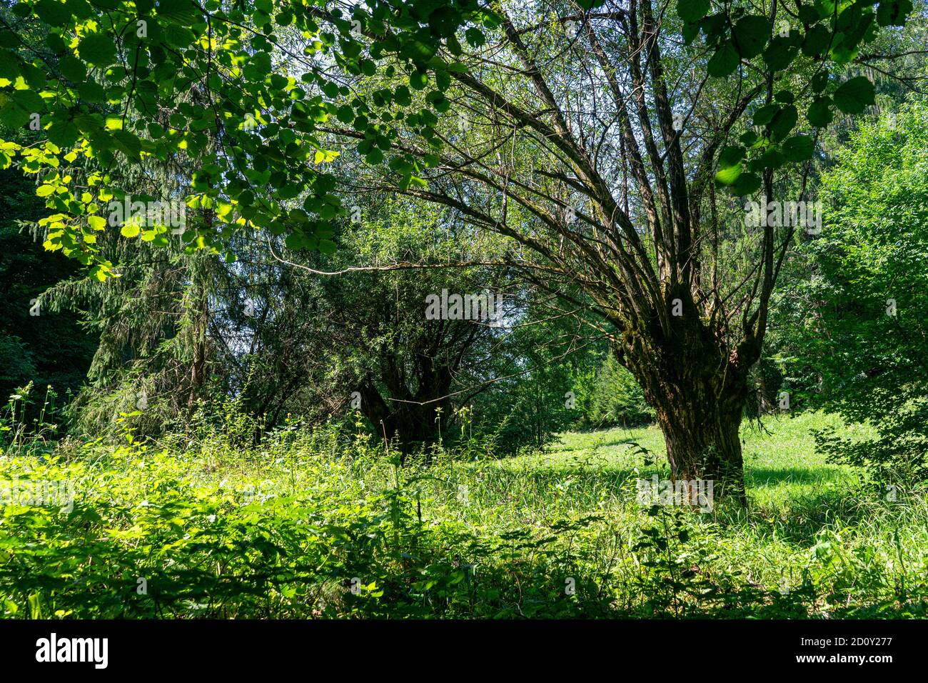 Beautiful walking path hi-res stock photography and images - Alamy