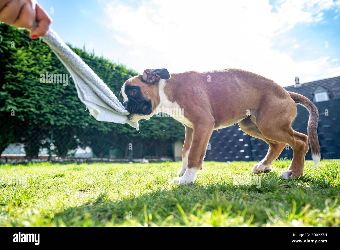 Dog chewing on a towel hi-res stock photography and images - Alamy