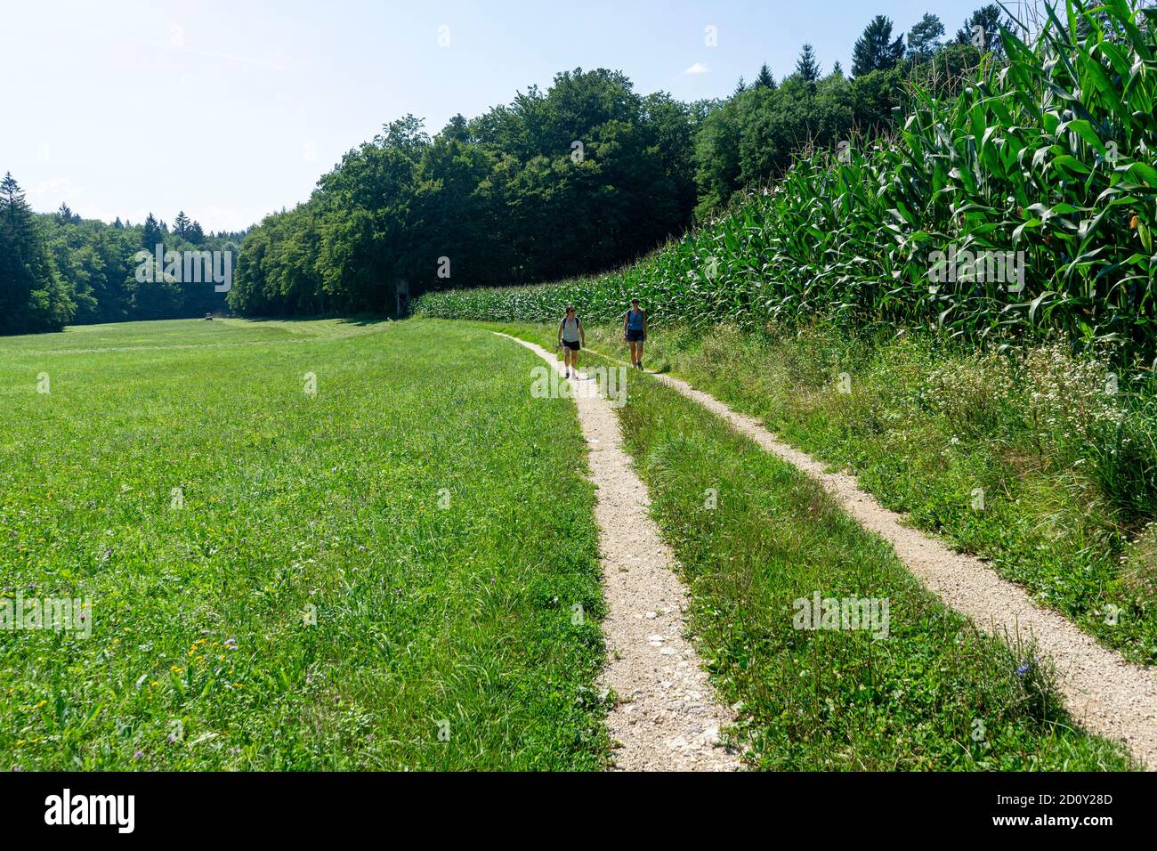 Green meadow grassland dirt road hi-res stock photography and images ...
