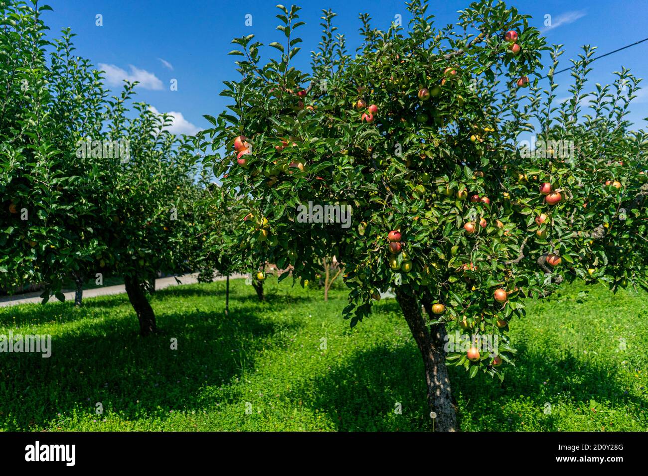 Apple tree full of apples Stock Photo - Alamy