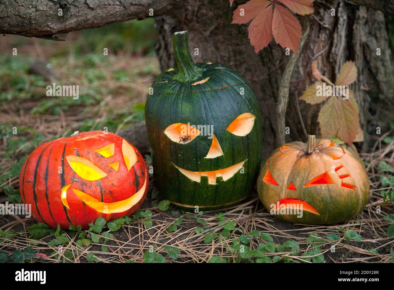 Spooky still-life for Halloween Stock Photo - Alamy