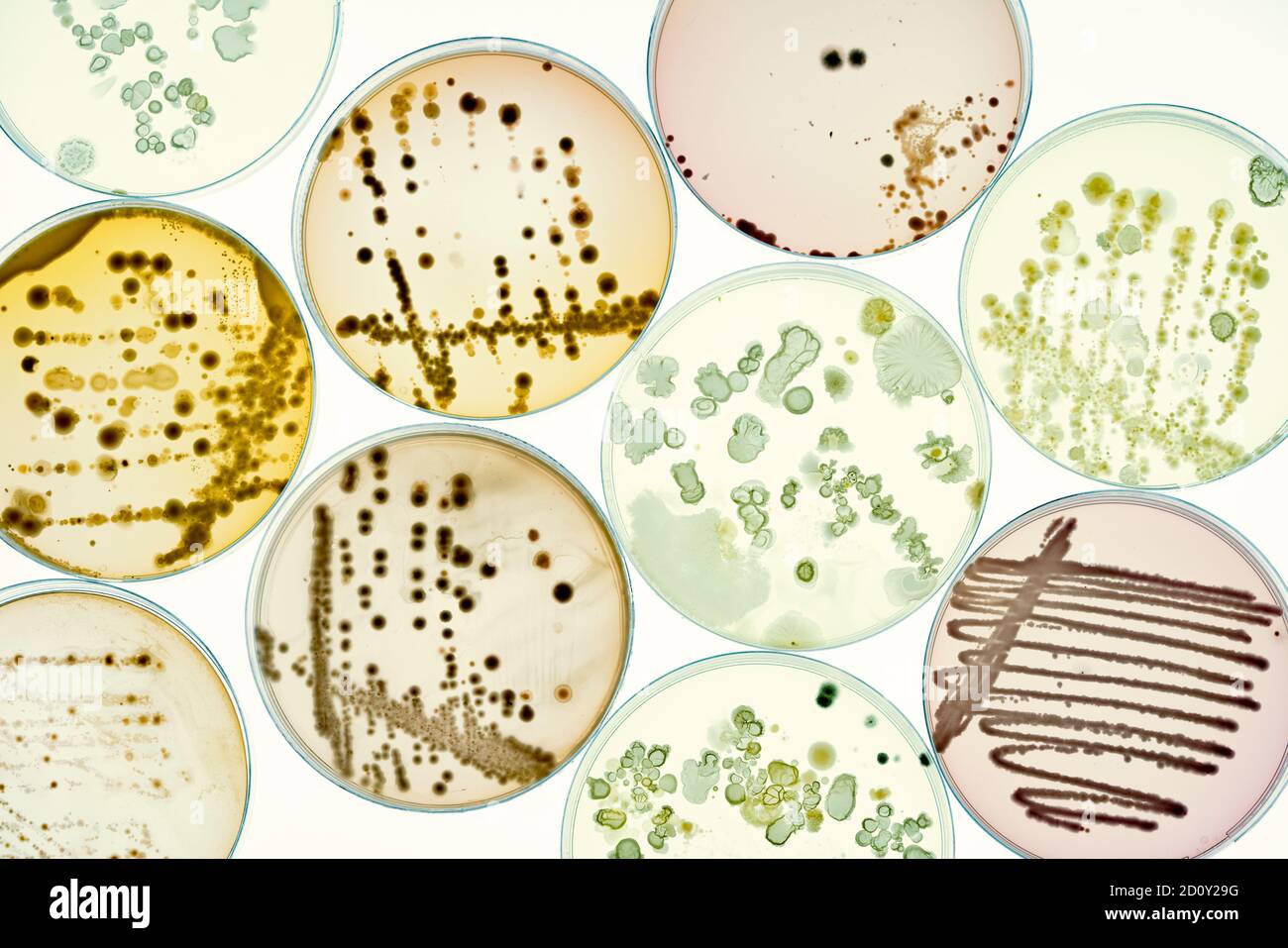 Growing Bacteria in Petri Dishes on agar gel Scientific experiment ...