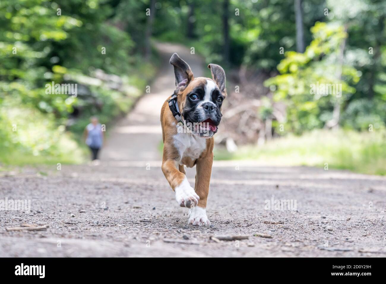 Running german boxer hi-res stock photography and images - Alamy
