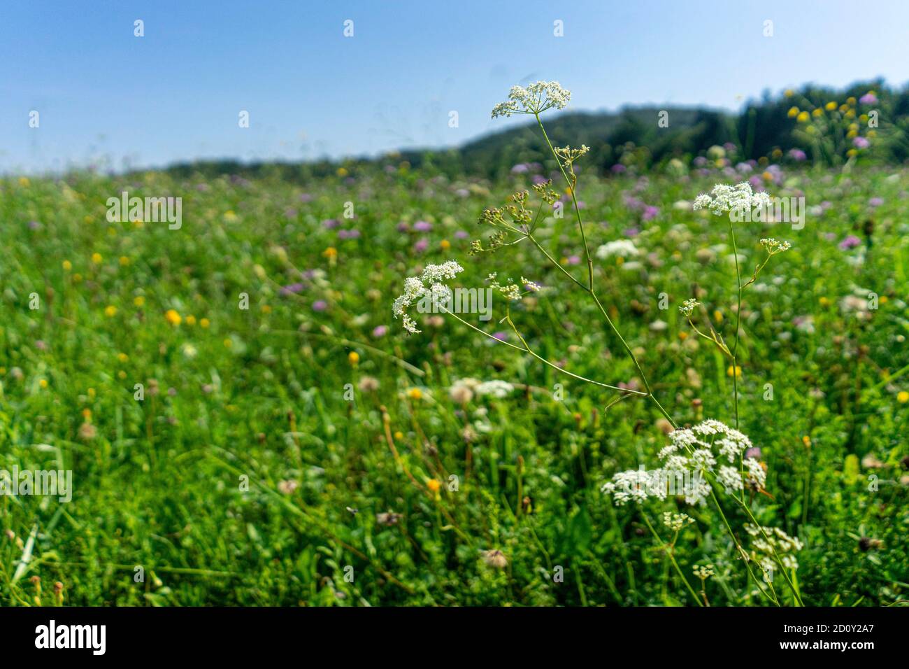 Blossom environment hi-res stock photography and images - Alamy