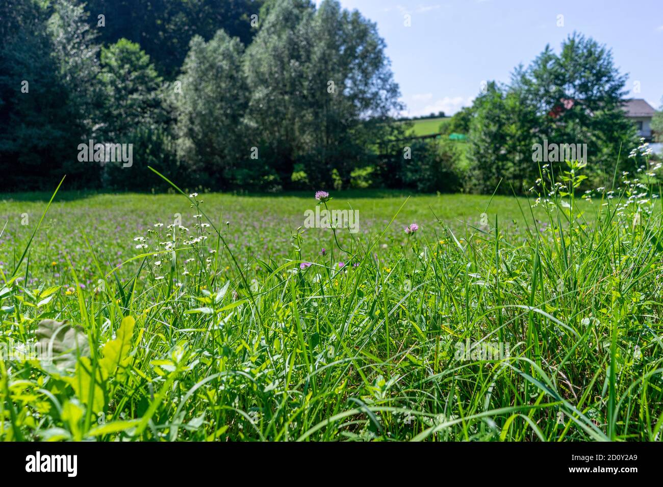 Blossom environment hi-res stock photography and images - Alamy