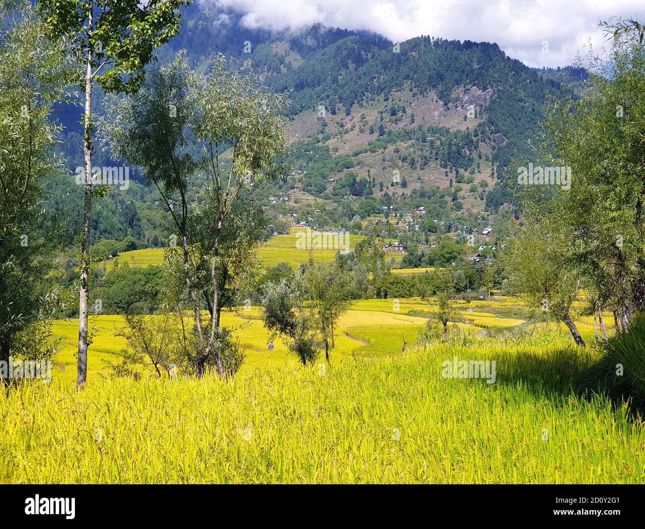 Paddy fields golden yellow and green. landscape nature huge beautiful ...