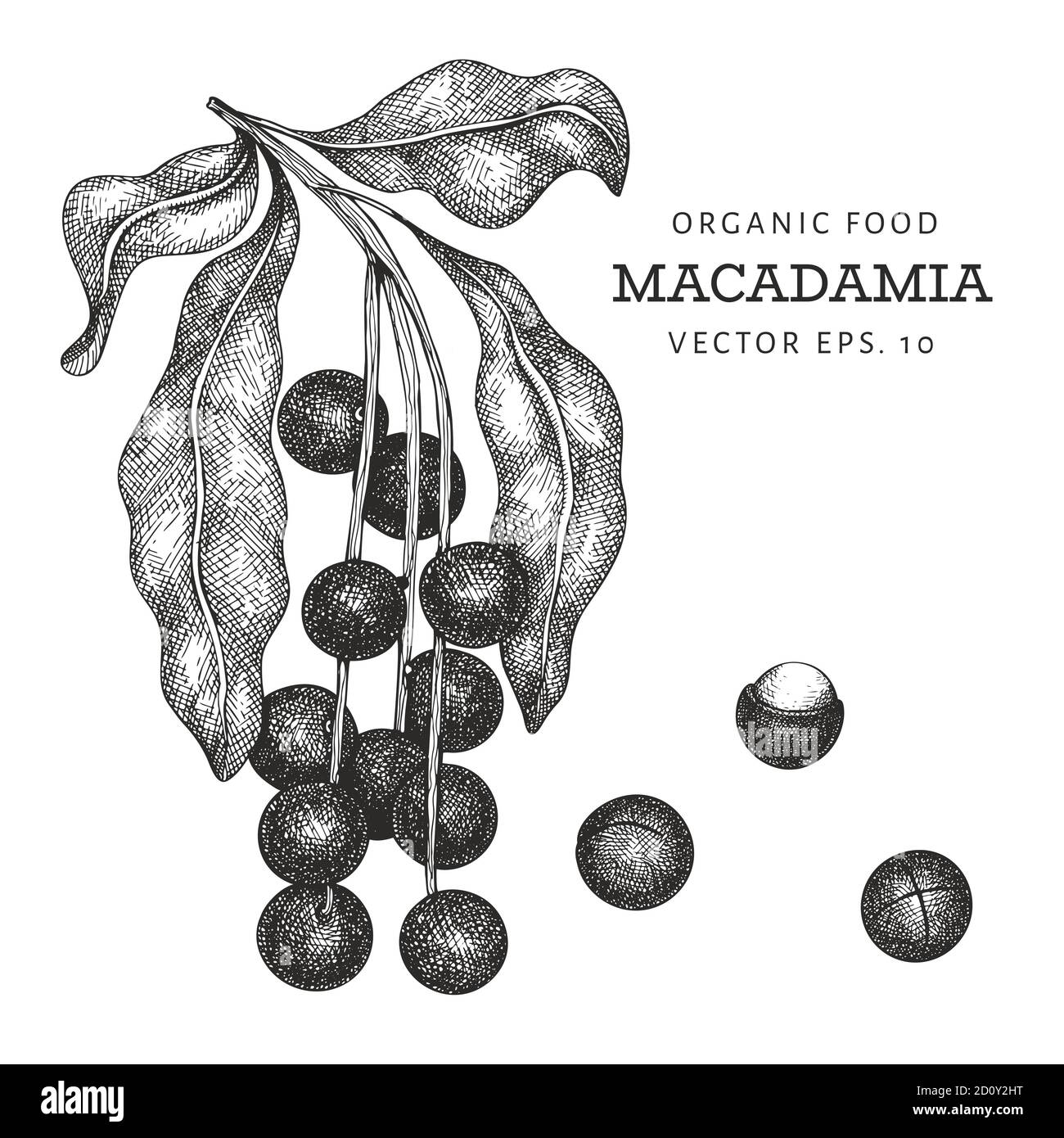 Hand drawn macadamia branch and kernels. Organic food vector ...