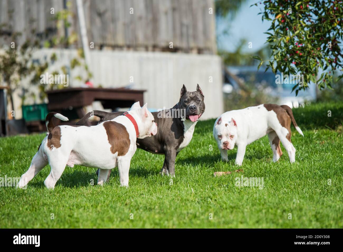 Two American Bully puppies and American Staffordshire Terrier dog Stock ...