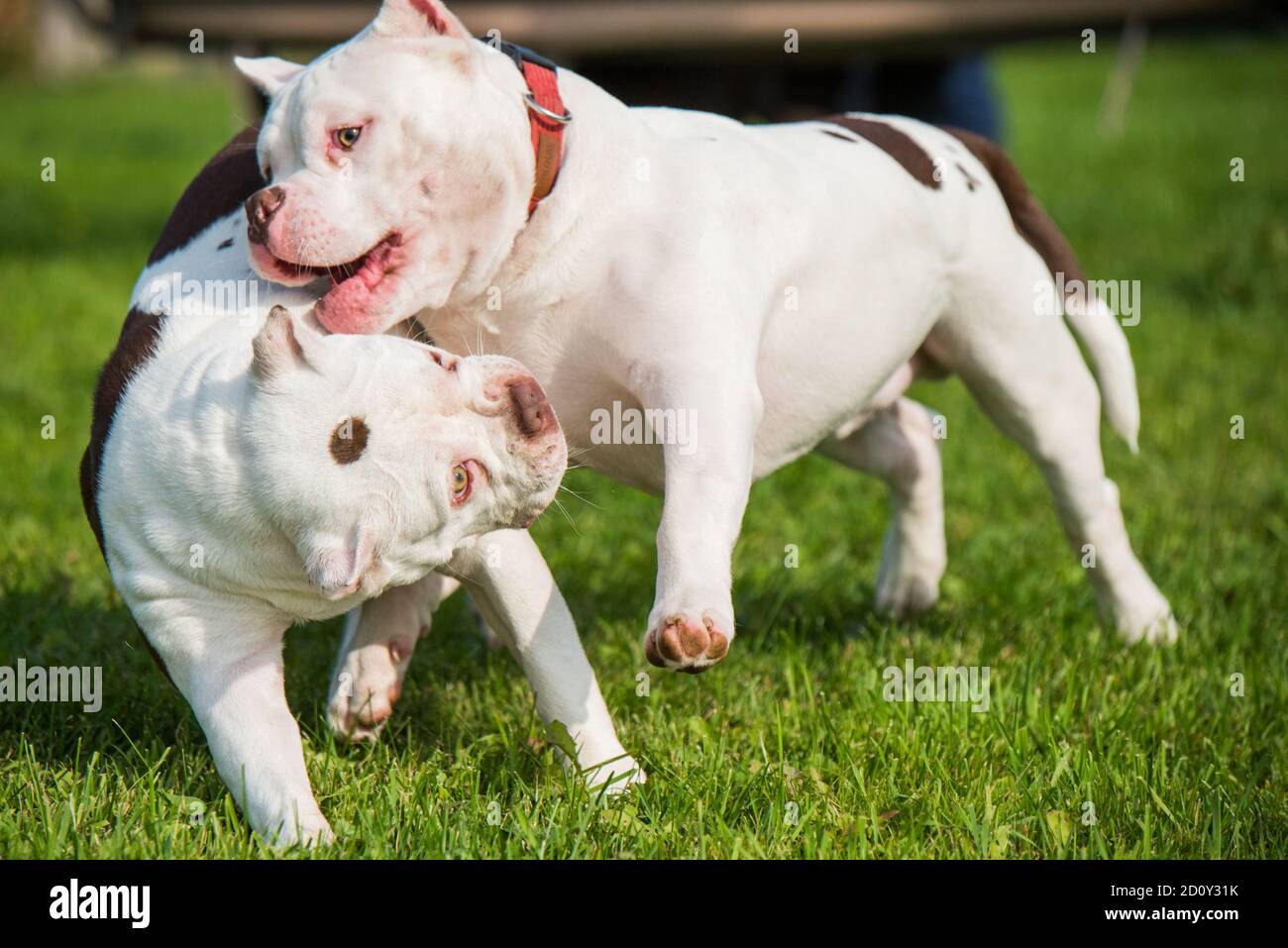 Two American Bully puppies dogs are playing Stock Photo - Alamy