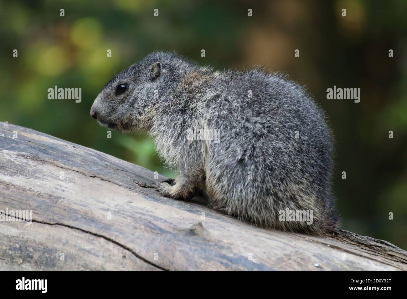 A young marmot on a tree Stock Photo - Alamy