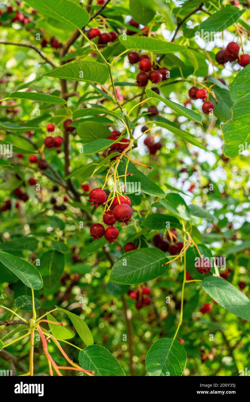 Delicious little berry growing on a tree or bush Stock Photo - Alamy